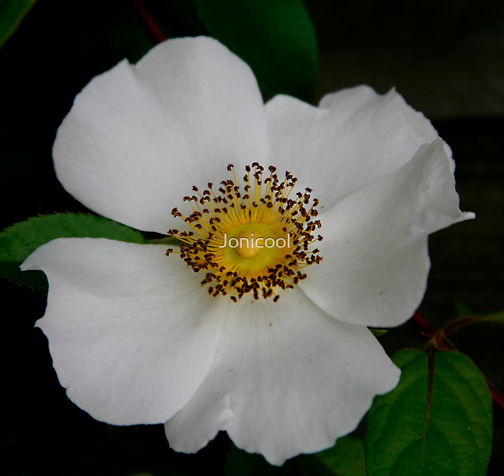 "Cherokee Rose" by Jonicool | Redbubble