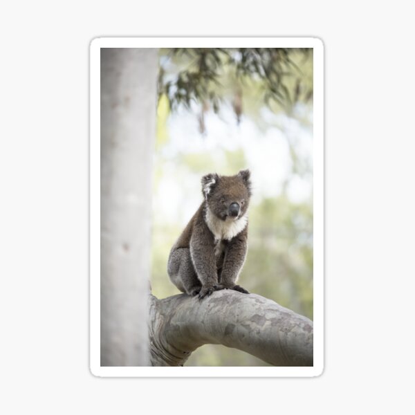"A Picture of Beauty - the Australian Native Koala" Sticker for Sale by ...