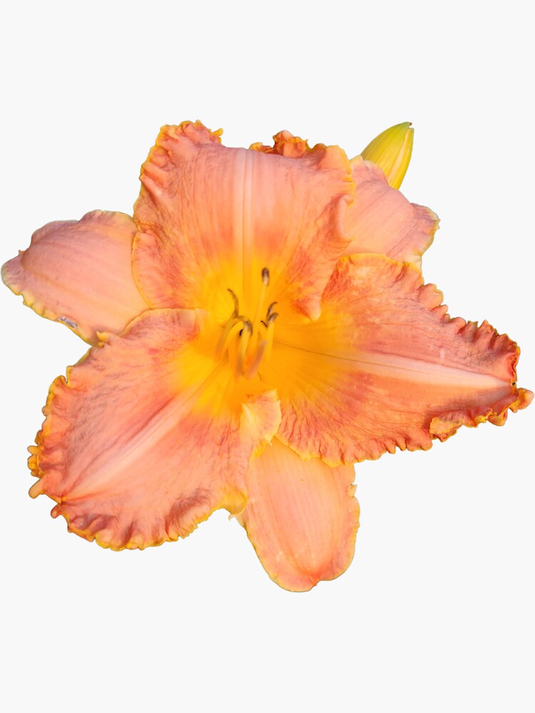 " Beautiful lily sticker" Sticker for Sale by BE-YOUNG | Redbubble