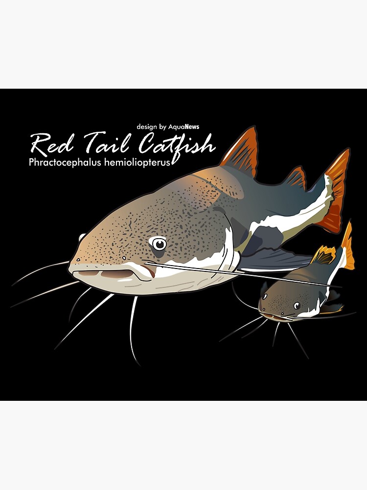 "red tail catfish illust" Poster for Sale by aquanews | Redbubble