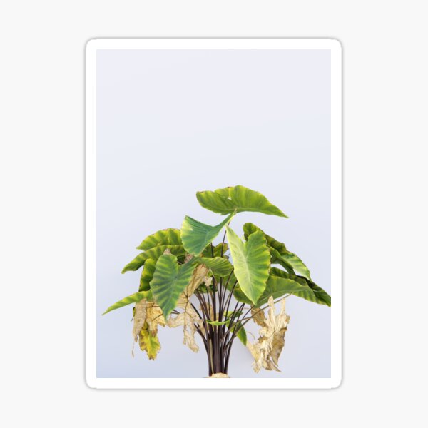 "Taro - PLANT3D 00011" Sticker for Sale by jcvangennip | Redbubble