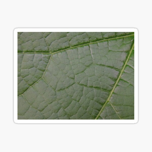"Green Vining Ivy Leaf #6" Sticker for Sale by ChillonLeachArt | Redbubble