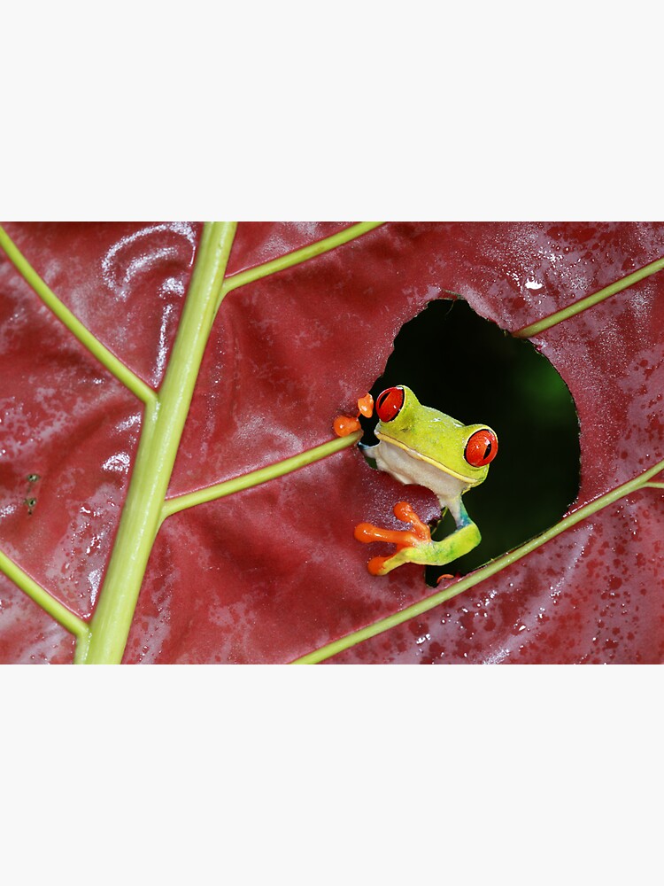 "Peeping Tom" Sticker for Sale by mlorenz | Redbubble