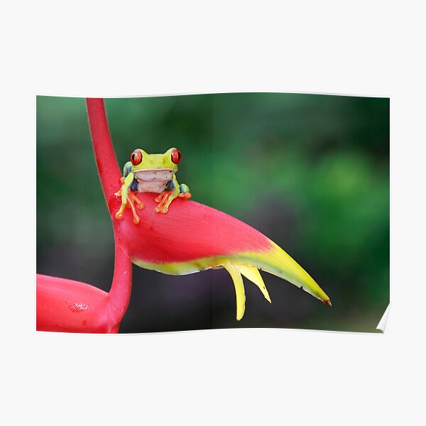 "Rainforest Rana" Poster for Sale by mlorenz | Redbubble