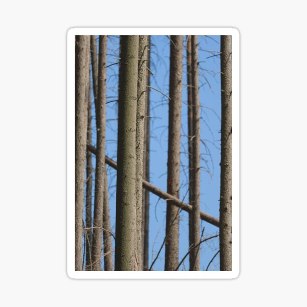 "Trees" Sticker for Sale by naturalkunst | Redbubble