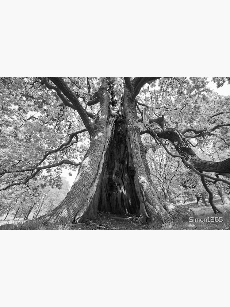 "Split Tree" Poster for Sale by Simon1965 | Redbubble
