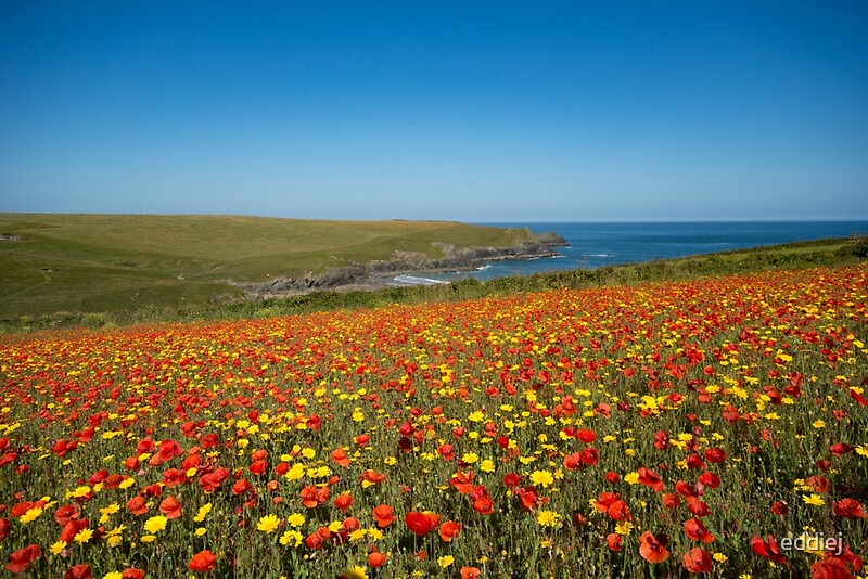 "Poppy fields at Polly Joke cove Cornwall" by eddiej | Redbubble