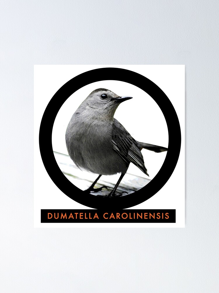 "Catbird / Emblematic Design" Poster for Sale by ersartz | Redbubble