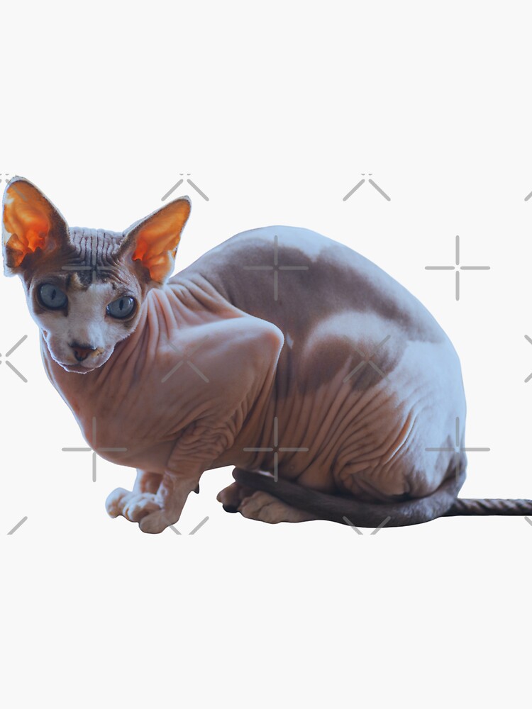 "Beautiful watching sphynx " Sticker for Sale by TheMajesTee | Redbubble