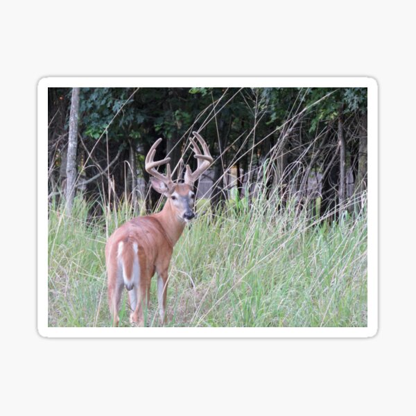 "Buck " Sticker for Sale by SpookyMushroom4 | Redbubble