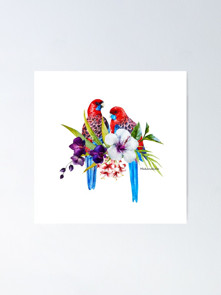"Beautiful Watercolor Australian Rosellas" Poster by Makanahele | Redbubble