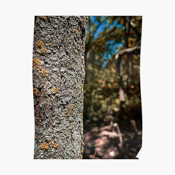 "TF Trees #09" Poster for Sale by tfwarden | Redbubble