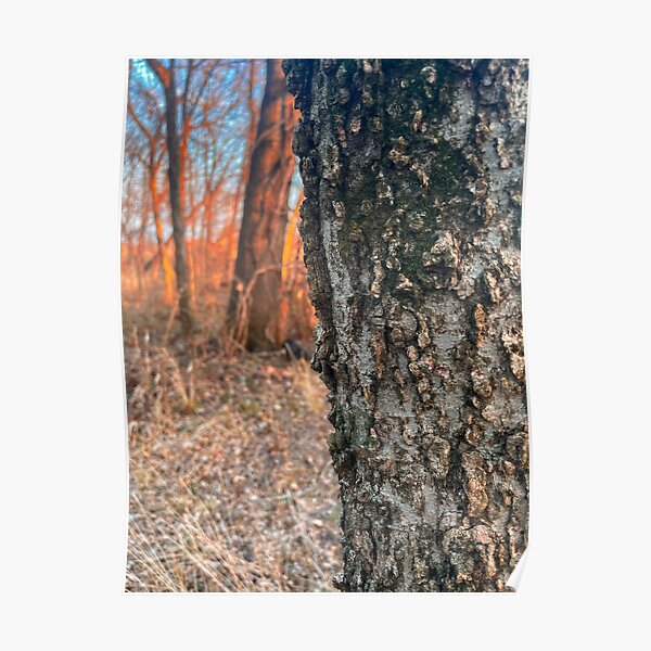 "TF Trees #14" Poster for Sale by tfwarden | Redbubble