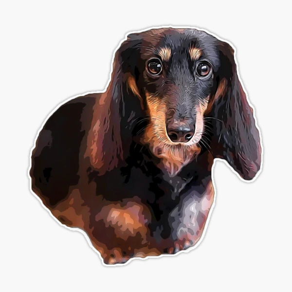 Chiots Teckel Pommelé Noir Et Feu