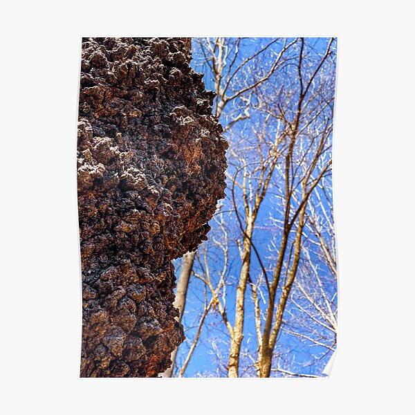 "TF Trees #17" Poster for Sale by tfwarden | Redbubble