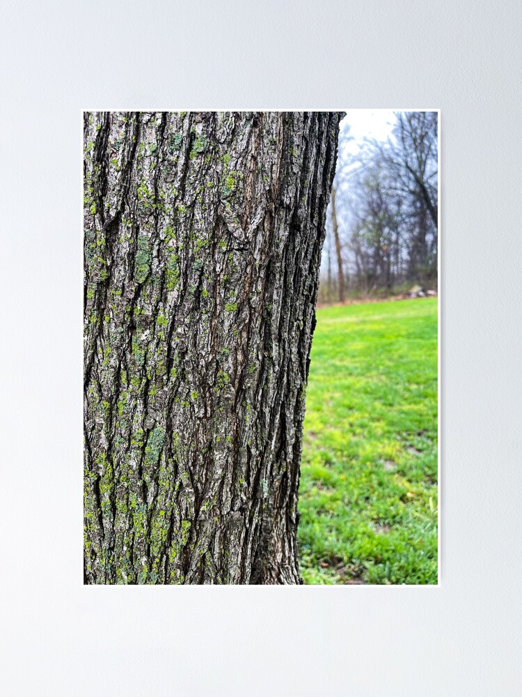 "TF Trees #27" Poster for Sale by tfwarden | Redbubble