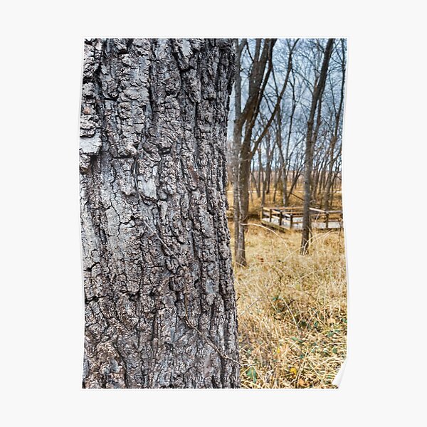 "TF Trees #31" Poster for Sale by tfwarden | Redbubble