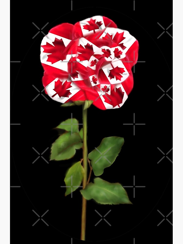 "இڿڰۣ-ڰۣ— CANADIAN PATRIOTIC ROSE PICTURE/CARD இڿڰۣ-ڰۣ—" Framed Art ...