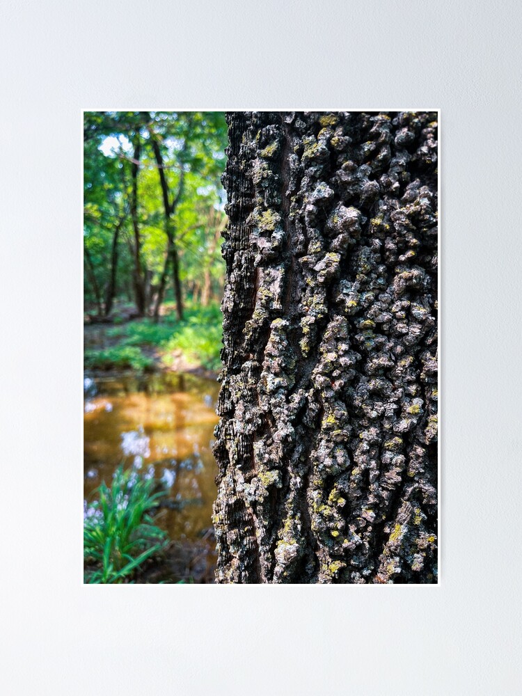 "TF Trees #33" Poster for Sale by tfwarden | Redbubble