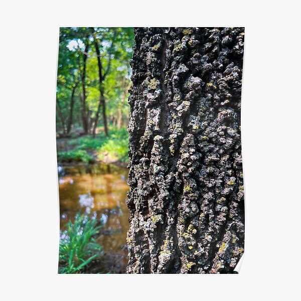 "TF Trees #33" Poster for Sale by tfwarden | Redbubble