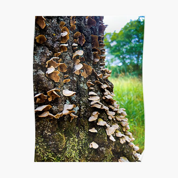 "TF Trees #35" Poster for Sale by tfwarden | Redbubble