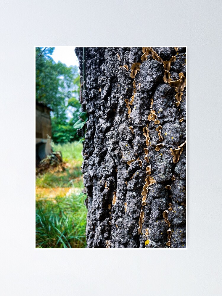 "TF Trees #37" Poster for Sale by tfwarden | Redbubble