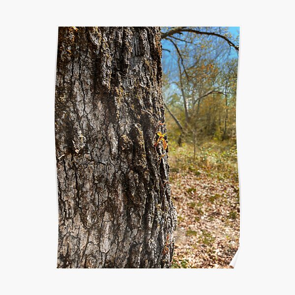 "TF Trees #41" Poster for Sale by tfwarden | Redbubble