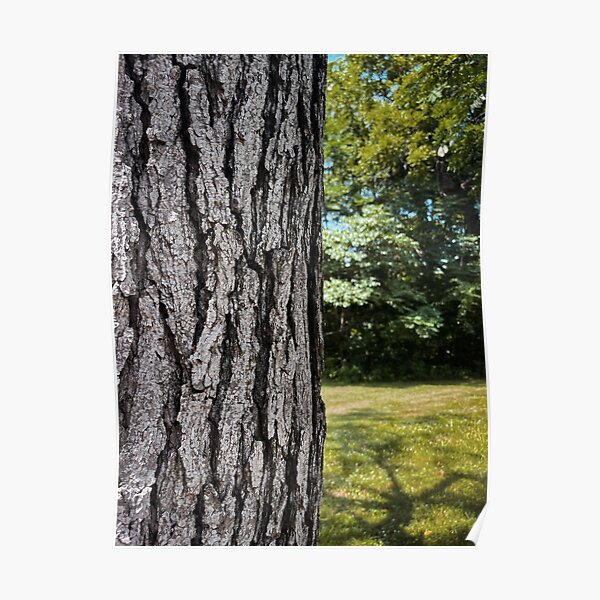 "TF Trees #45" Poster for Sale by tfwarden | Redbubble