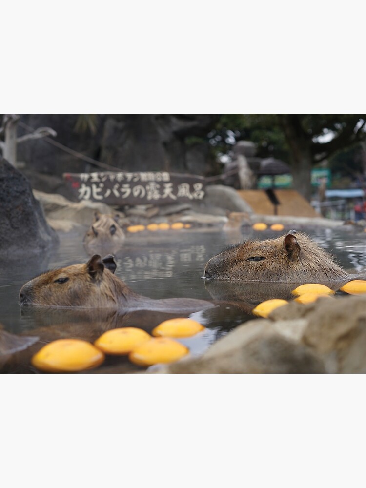 "Capybara in onsen hot spring" Poster for Sale by makkiato | Redbubble