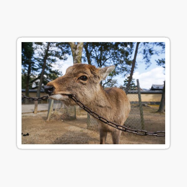 "Deer chomping chain in Nara" Sticker for Sale by makkiato | Redbubble