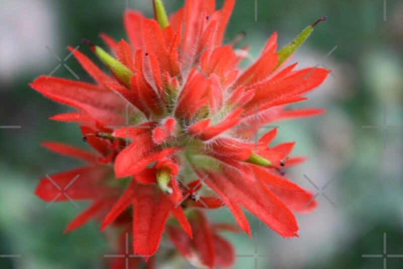 "Common Red Paintbrush" by Alyce Taylor | Redbubble
