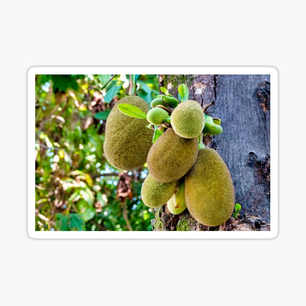 "Jackfruit" Sticker for Sale by troianifabrizio | Redbubble