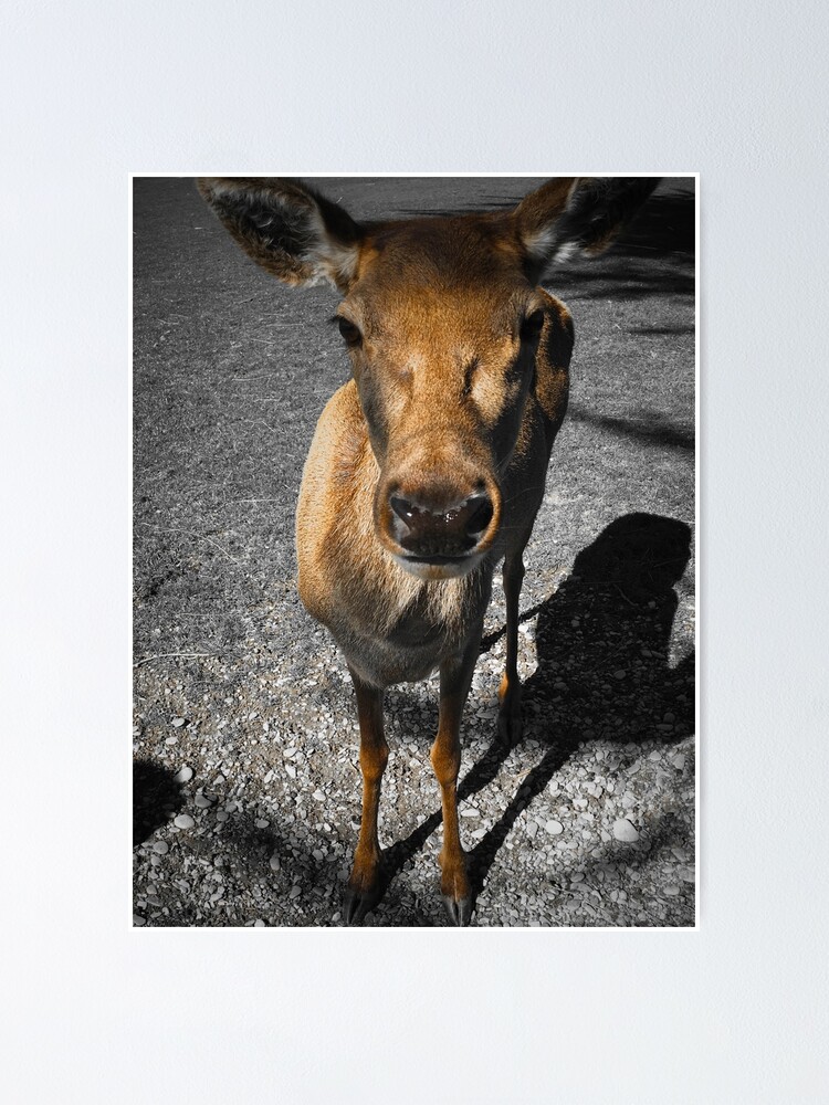 "DOE" Poster for Sale by crudeart | Redbubble