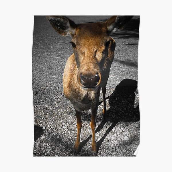 "DOE" Poster for Sale by crudeart | Redbubble