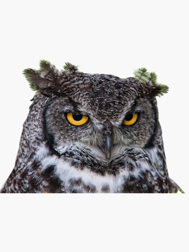 "OWL" Sticker for Sale by Simka-kat | Redbubble