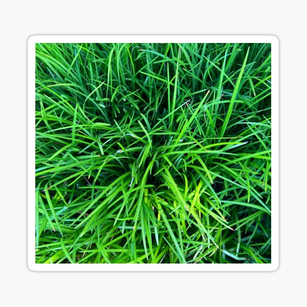 "The Healing Power of Luscious Green Grass!" Sticker for Sale by ...