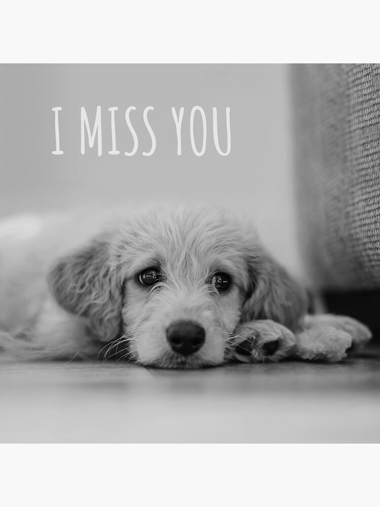 "I Miss You, Dog Meme" Sticker for Sale by SevillaAnimals | Redbubble