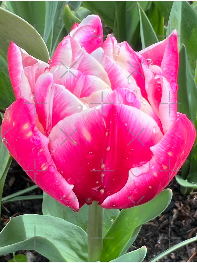 "Two Lips Together of the Perfectly Pink Summer Tulip" Sticker for Sale ...