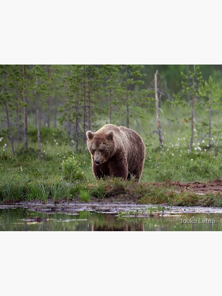 Póster «¿Debo ir o no? oso café» de JoukoKLehto | Redbubble