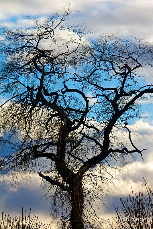 "Winter's one tree" by RichImage | Redbubble