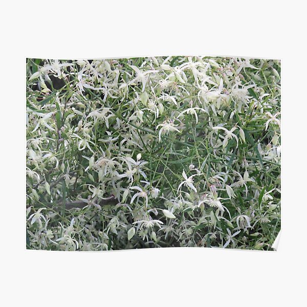"Small-leaved clematis" Poster for Sale by greentiger1 | Redbubble