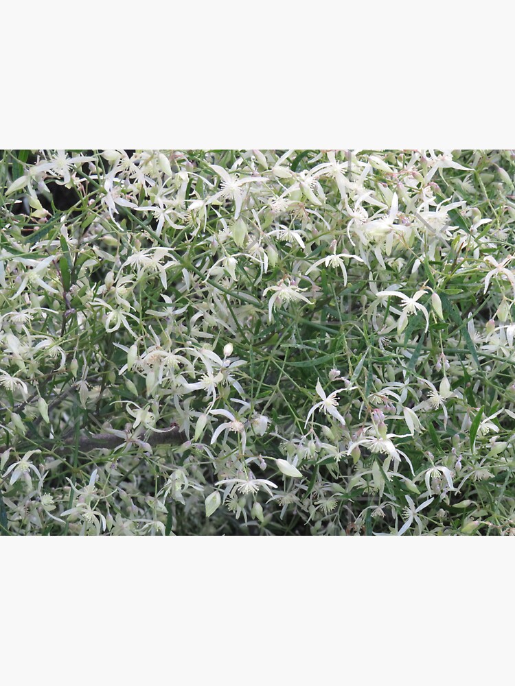 "Small-leaved clematis" Sticker for Sale by greentiger1 | Redbubble