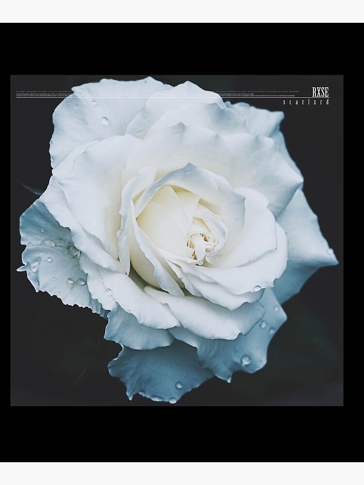 "Scarlxrd Rxse Album Cover" Poster for Sale by maxellkickelc | Redbubble