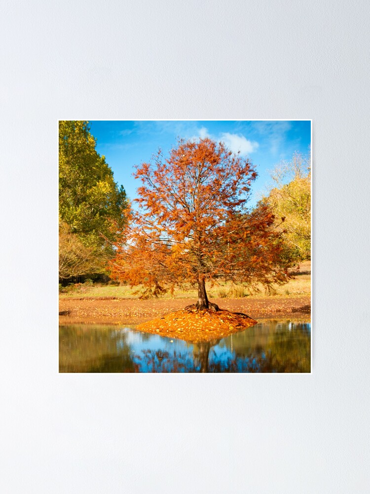 "Autumn at Balingup" Poster by Frogvision | Redbubble