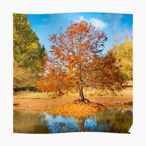 "Autumn at Balingup" Poster by Frogvision | Redbubble