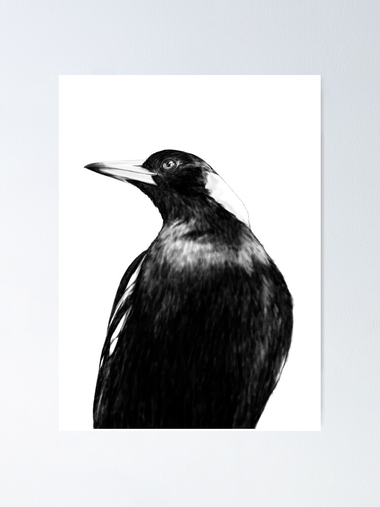"Australian magpie charcoal art" Poster for Sale by aussiemaggieluv ...