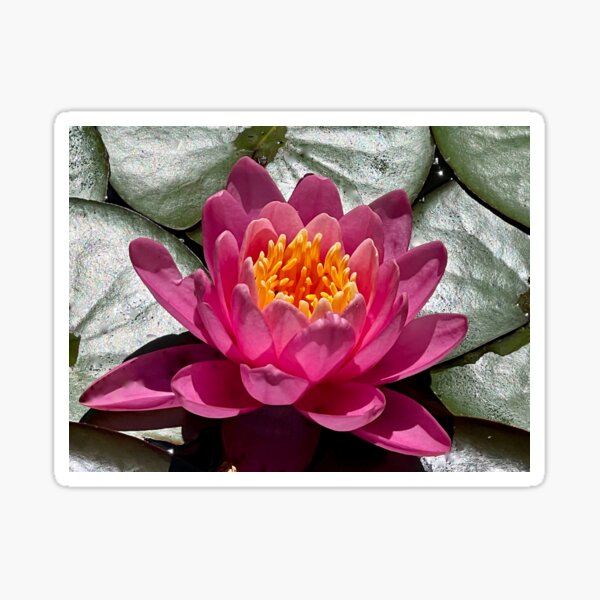 "pink water lily" Sticker for Sale by pemaba | Redbubble