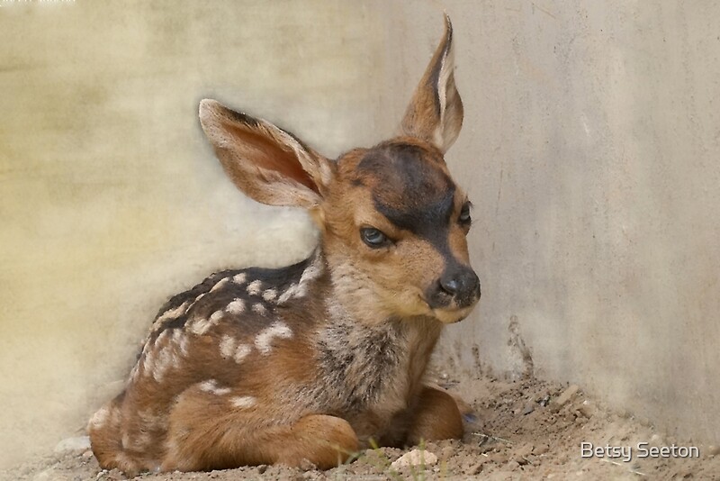 "Day Old Fawn" by Betsy Seeton | Redbubble