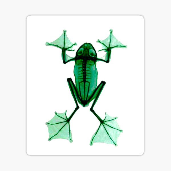 "Frog X-ray " Sticker for Sale by trashcleaner | Redbubble