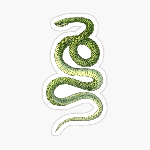 "Smooth Green Snake Color" Sticker for Sale by Drawinism | Redbubble